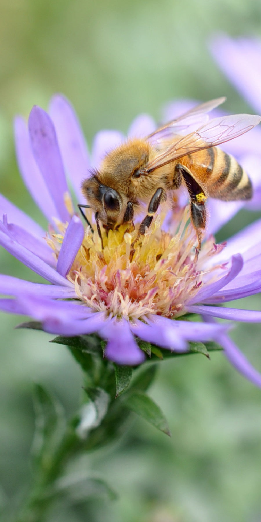 100% Raw, Pure Canadian Honey | Planet Bee Honey Farm